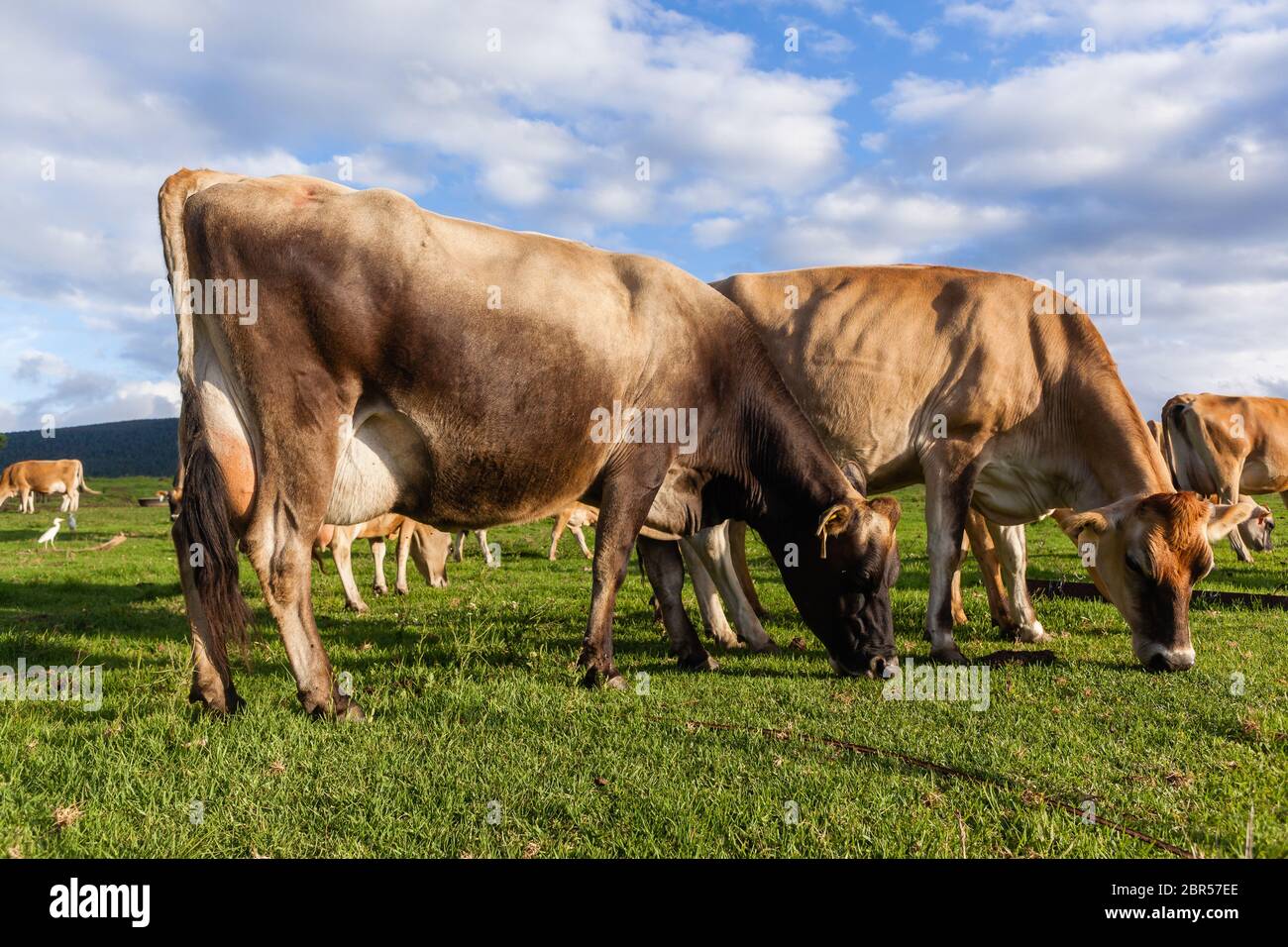 Dairy farm jersey cows in summer grass field Stock Photo - Alamy