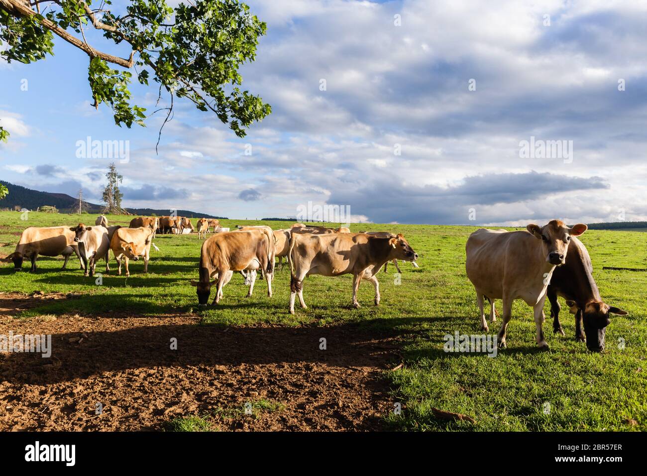 Dairy farm jersey cows in summer grass field Stock Photo - Alamy