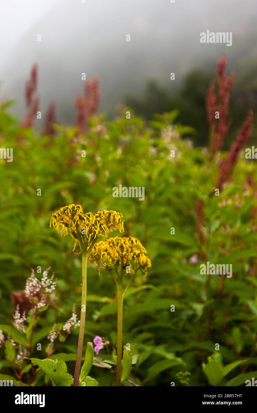 Himalayan flowers inside the Valley of Flowers near Joshimath ...