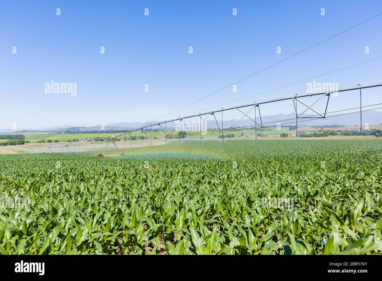 Maize field water sprinklers hi-res stock photography and images - Alamy