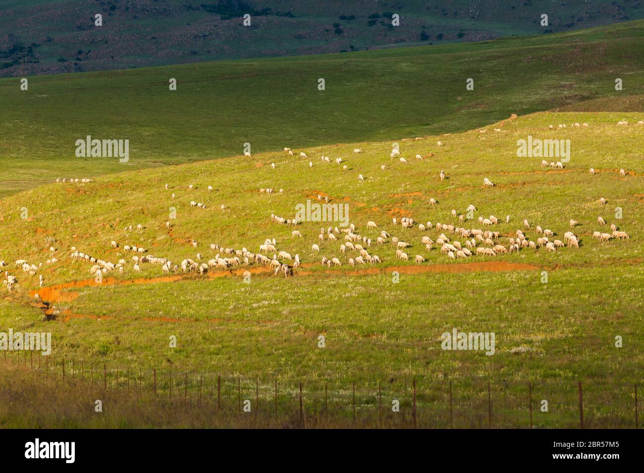 Sheep herd of farming animals late afternoon Stock Photo - Alamy