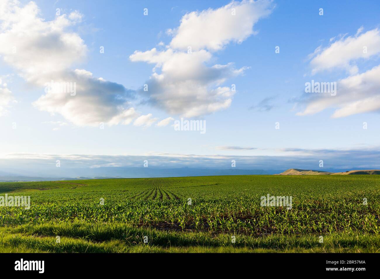 Maize field young food crop over farming landscape Stock Photo - Alamy