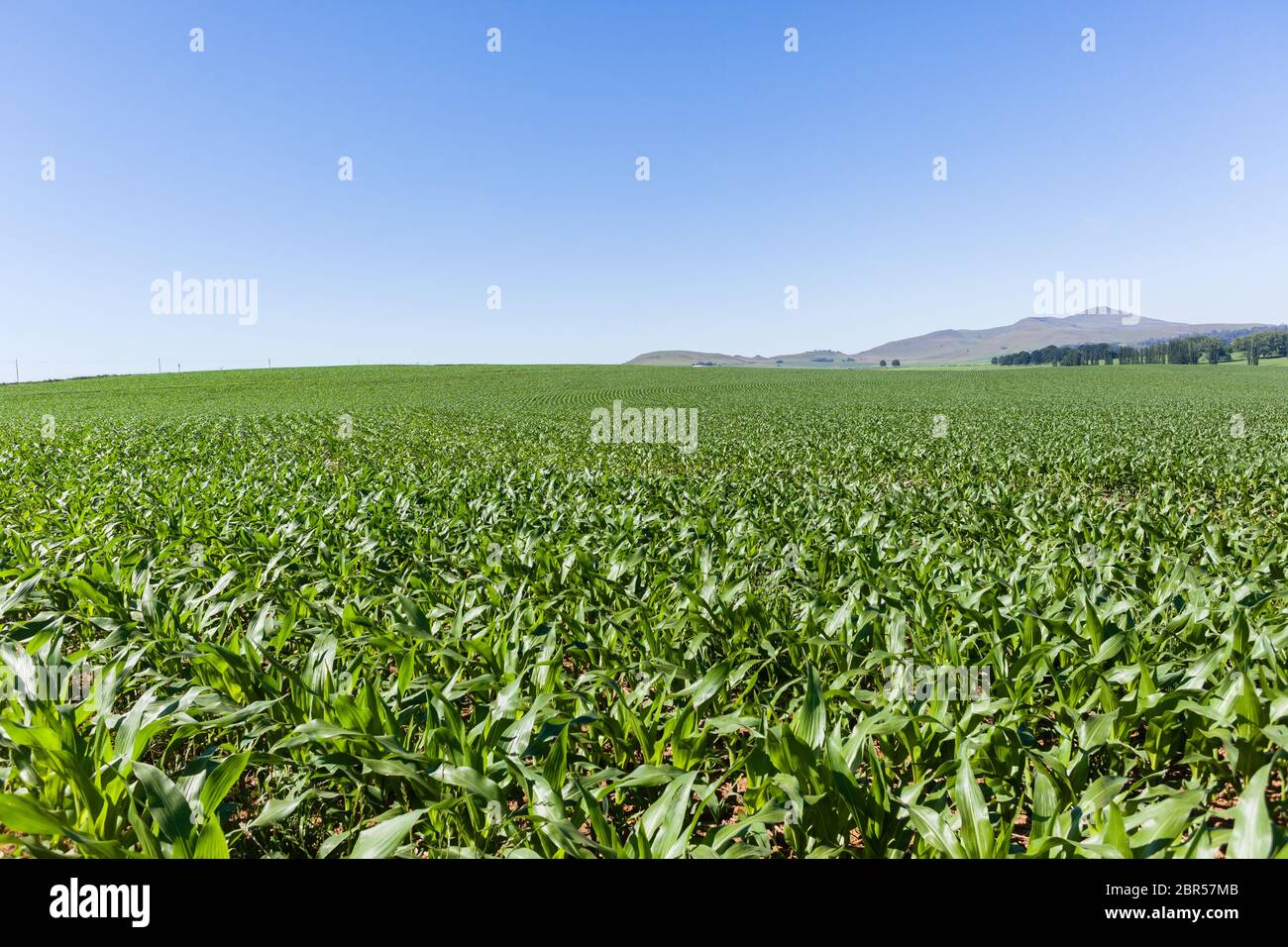 Maize field young food crop over farming landscape Stock Photo - Alamy