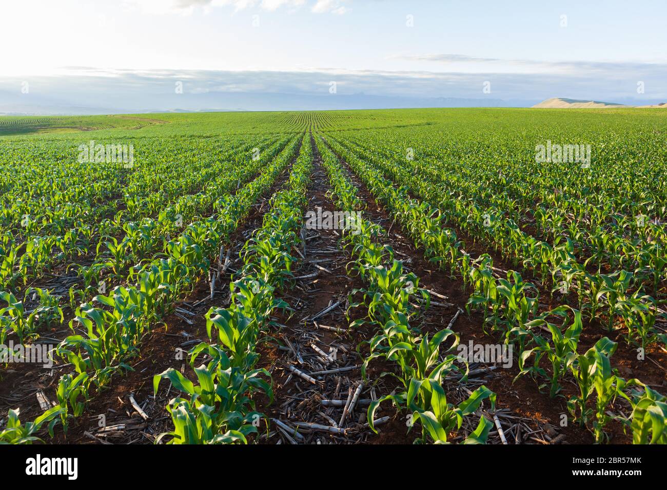 Maize field young food crop over farming landscape Stock Photo - Alamy