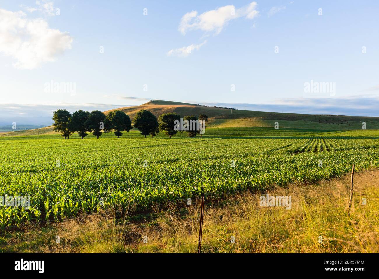 Maize field young food crop over farming landscape Stock Photo - Alamy