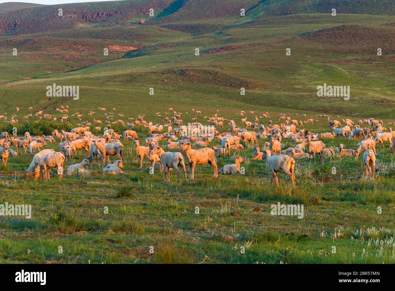 Hundreds of sheep hi-res stock photography and images - Alamy