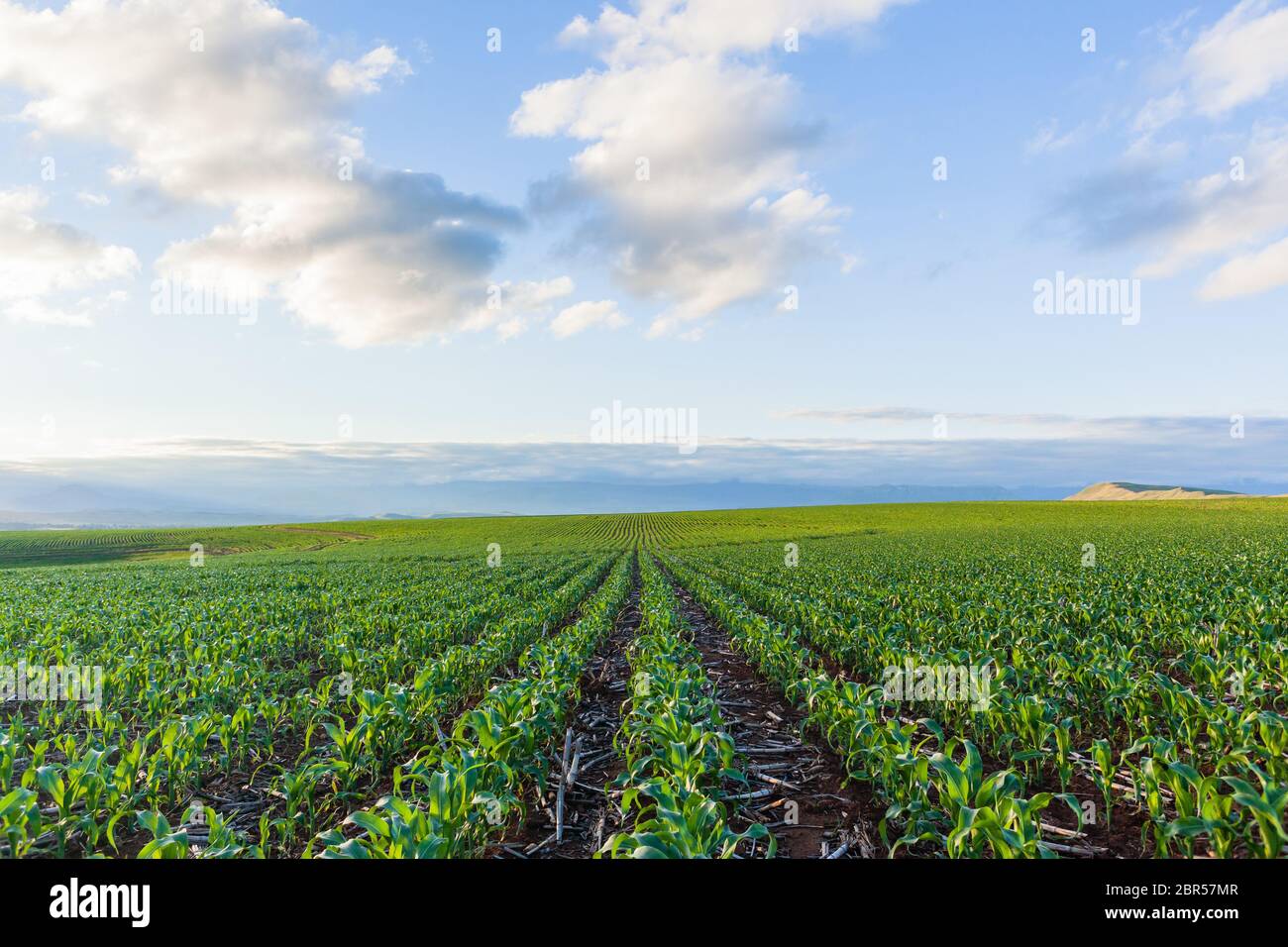 Maize field young food crop over farming landscape Stock Photo - Alamy