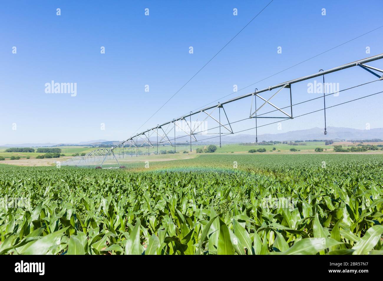 Maize field with water sprinklers farming landscape Stock Photo - Alamy