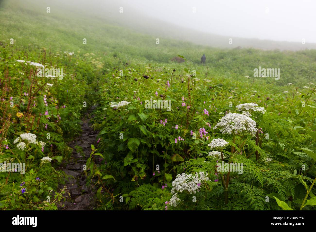 Himalayan flowers inside the Valley of Flowers near Joshimath ...