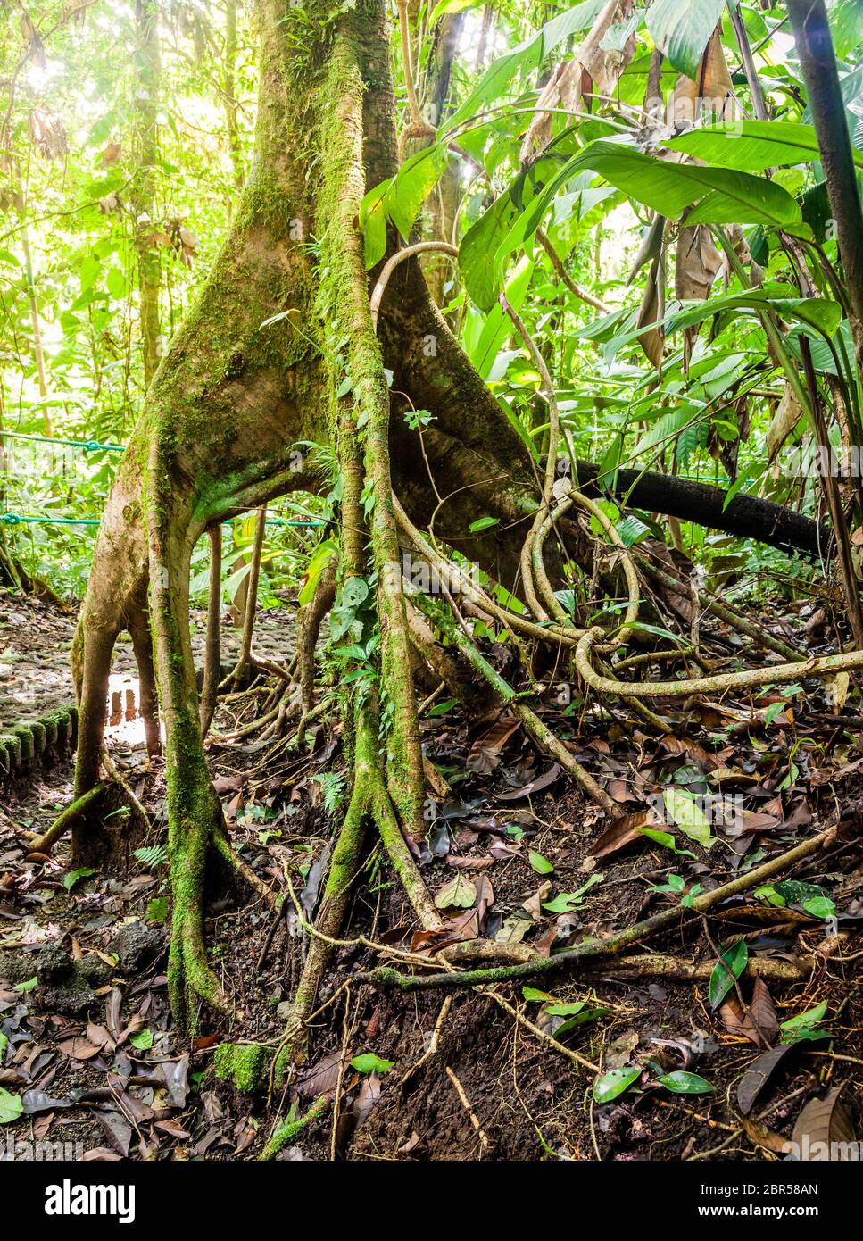 Matapalo tree with aerial roots in Arenal Hanging Bridges Park in Costa ...
