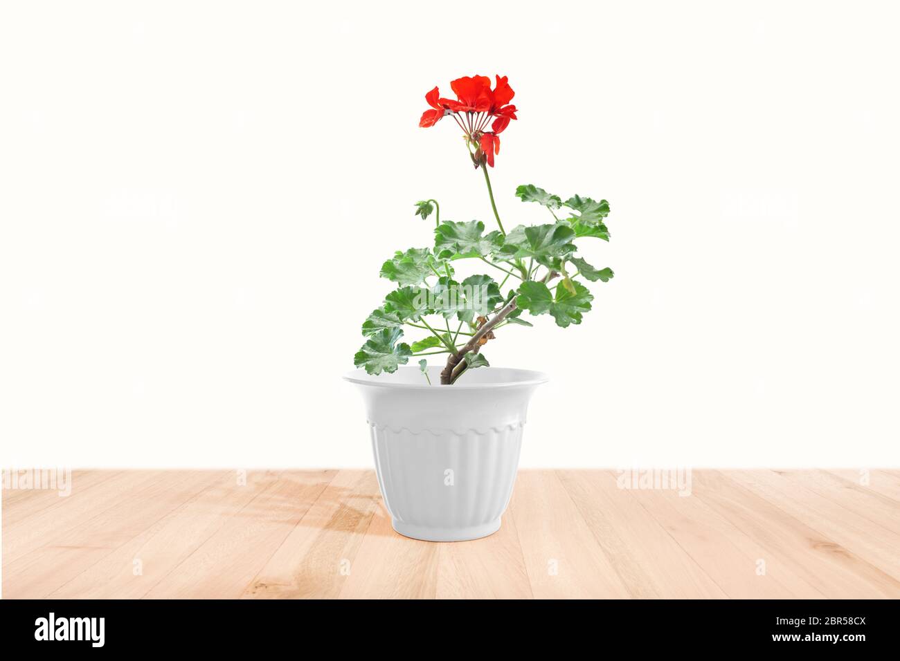 Geranium houseplant in flower pot. Isolated on white background Stock ...