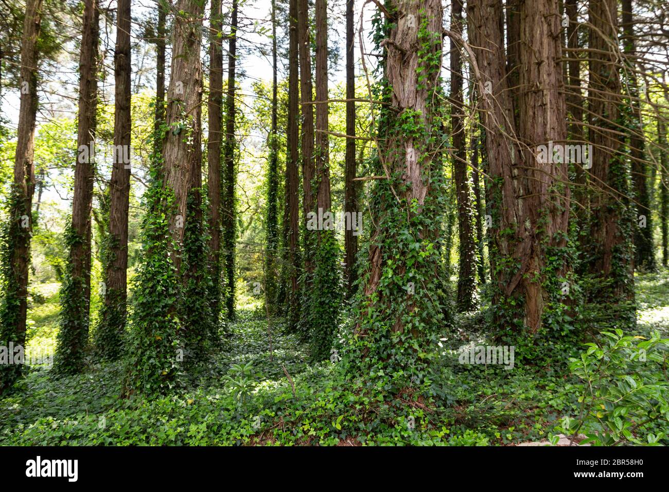 natural forest park Pena in Sintra, Portugal, with trees and stones ...