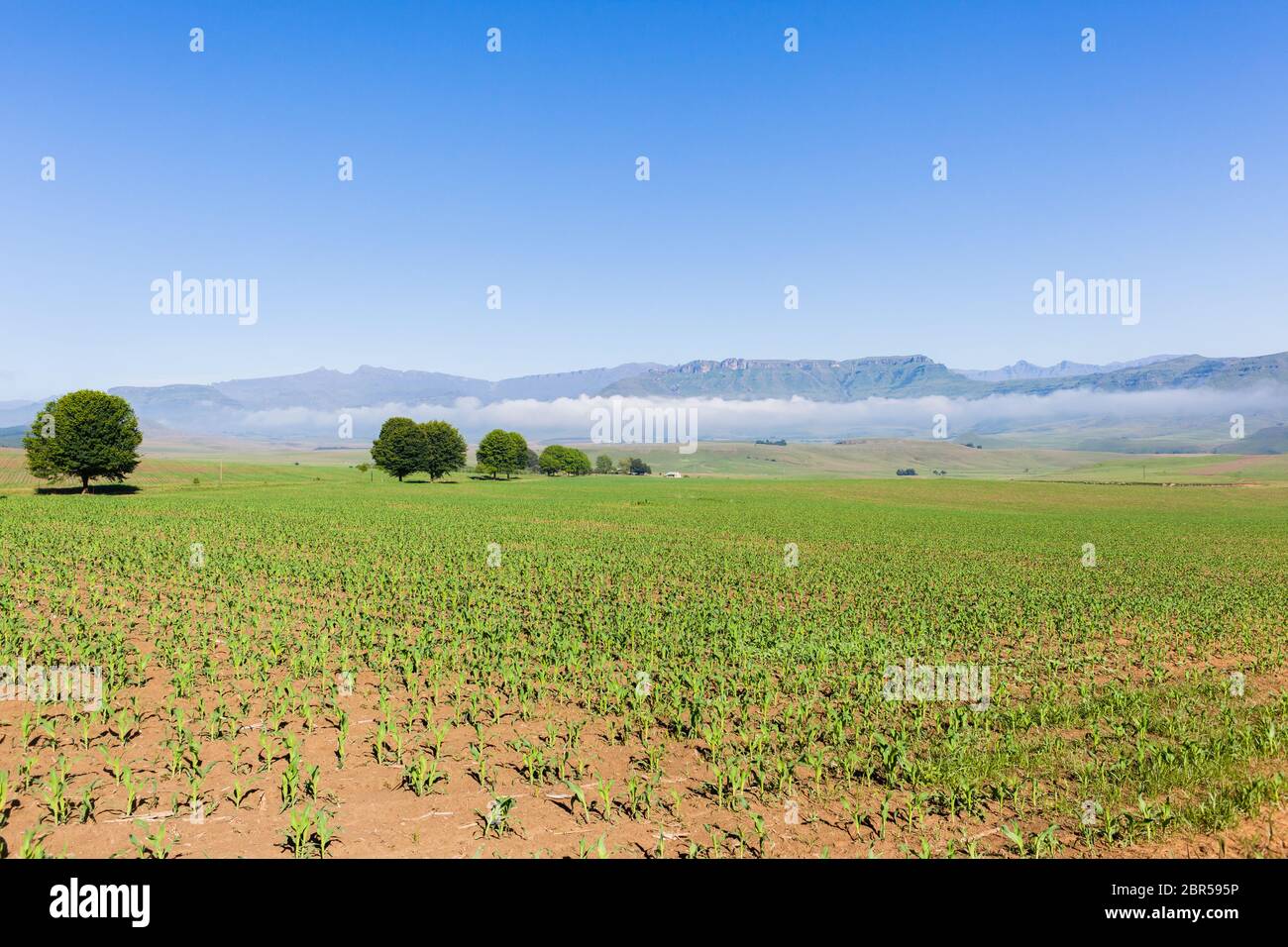 Farmlands young maize corn food crop over scenic mountain landscape ...