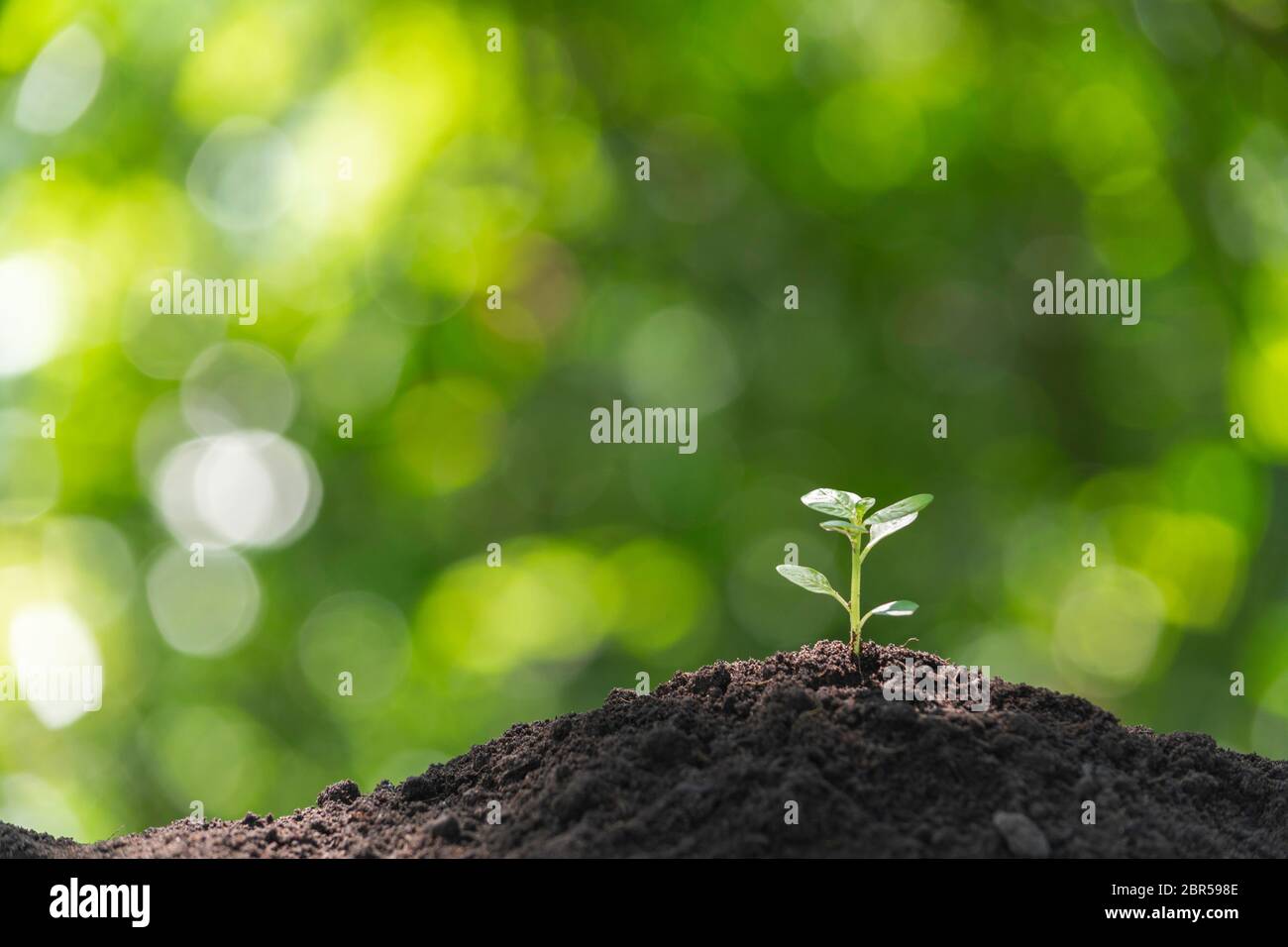 Seedling and plant growing in soil and copy space for insert text Stock ...