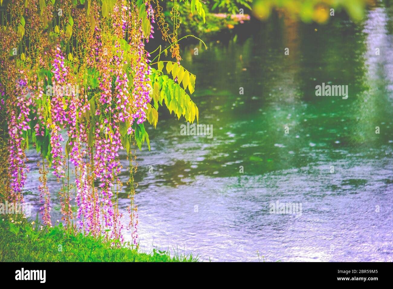 romantic spring river flower shore background with rain drops Stock ...