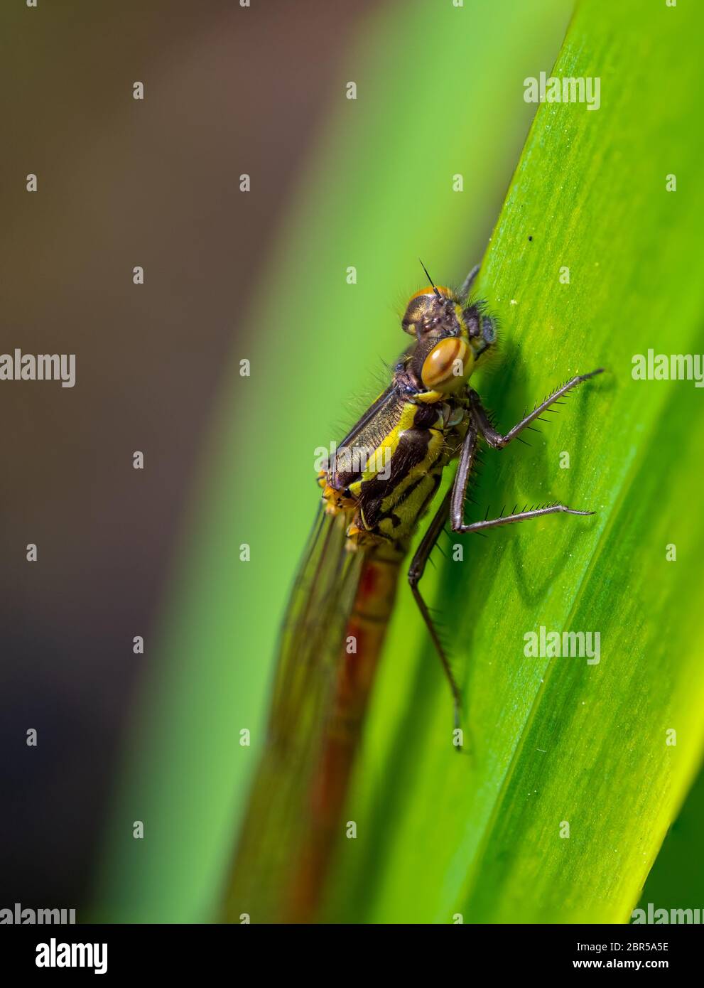 Newly Emerged Large Red Damselfly Stock Photo - Alamy Newly Emerged Large Red Damselfly Stock Photo - Alamy