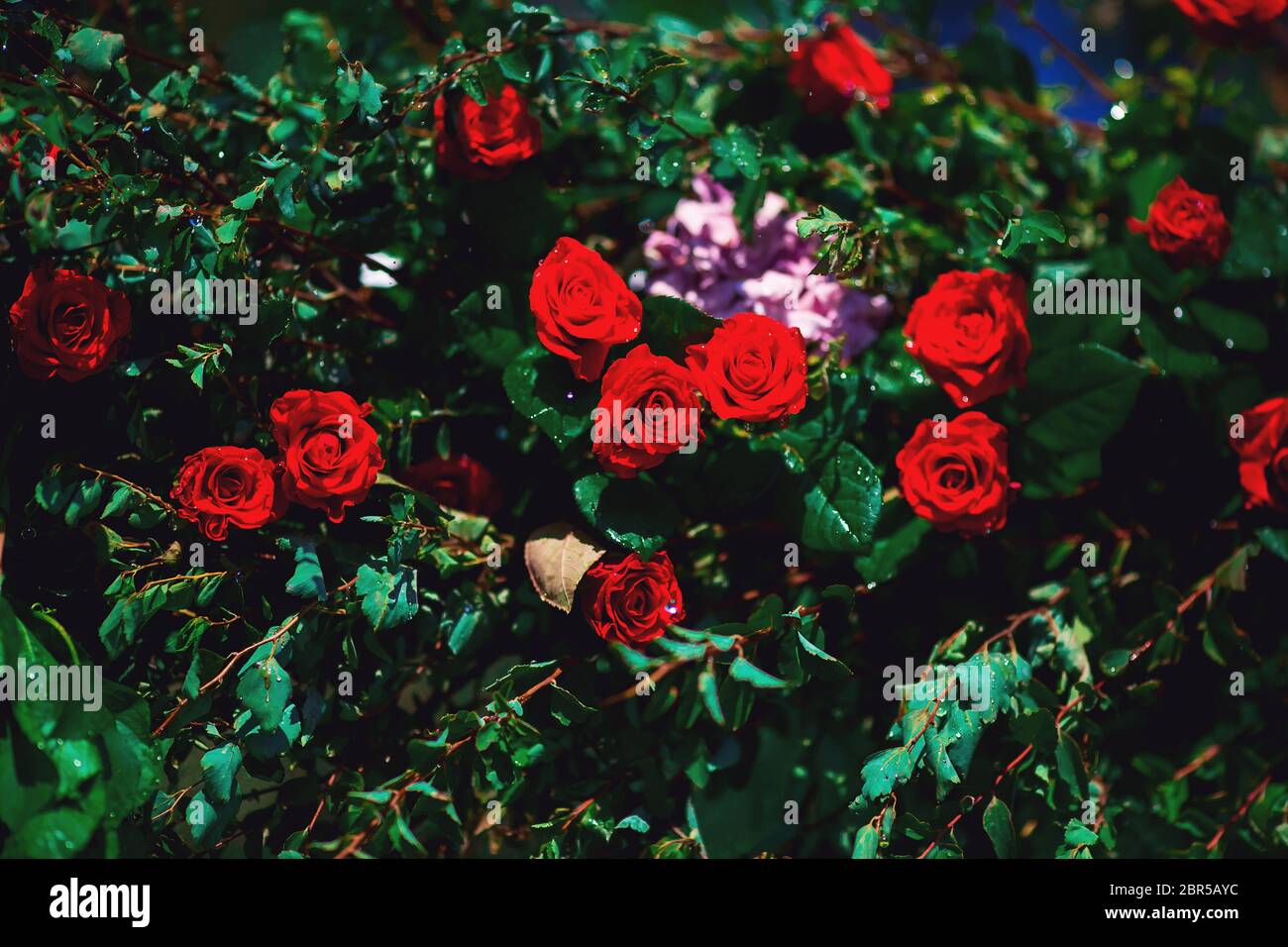 bush of flowers, roses Stock Photo - Alamy