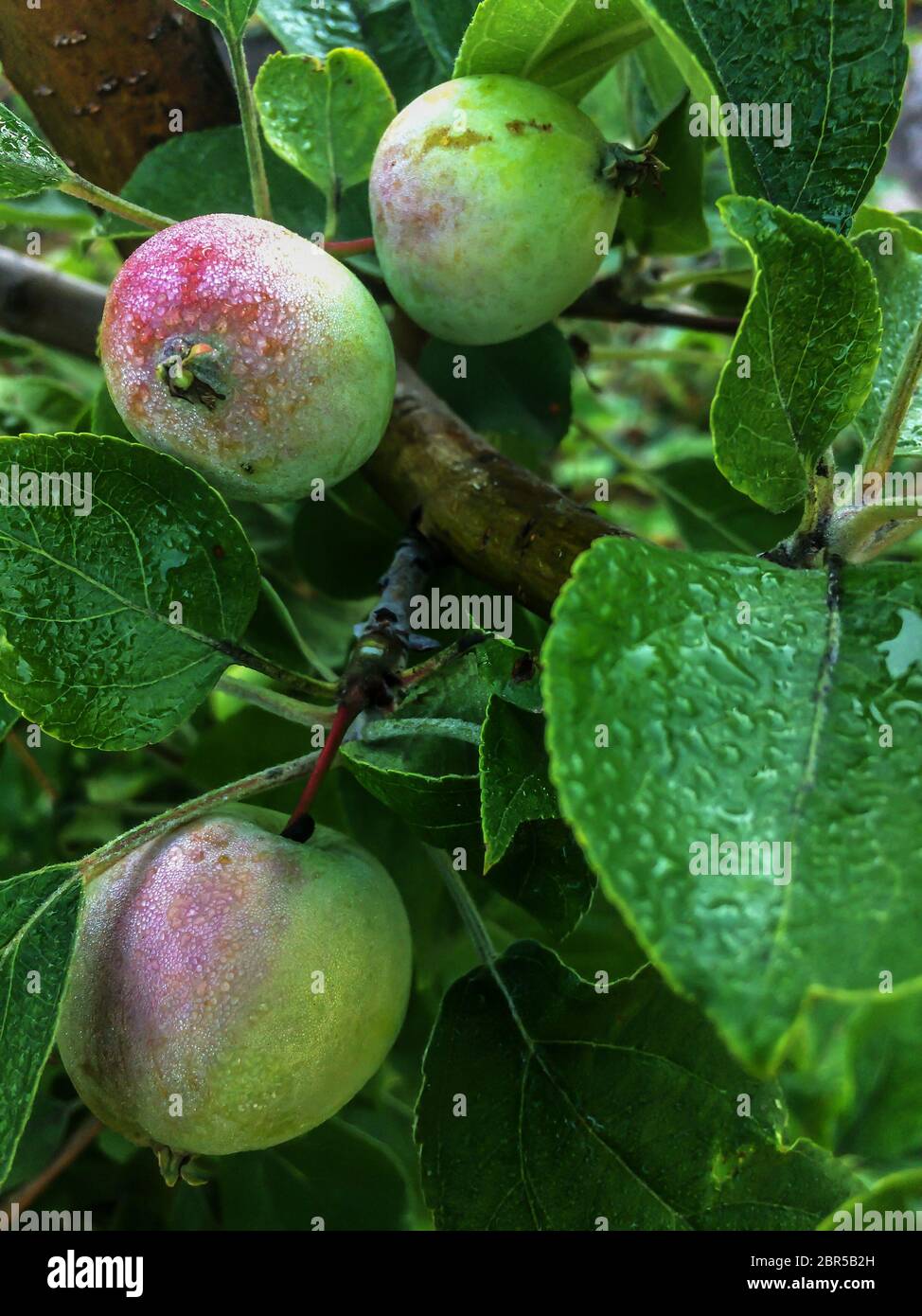A green apple hanging in the tree between leaves and branches, washed ...