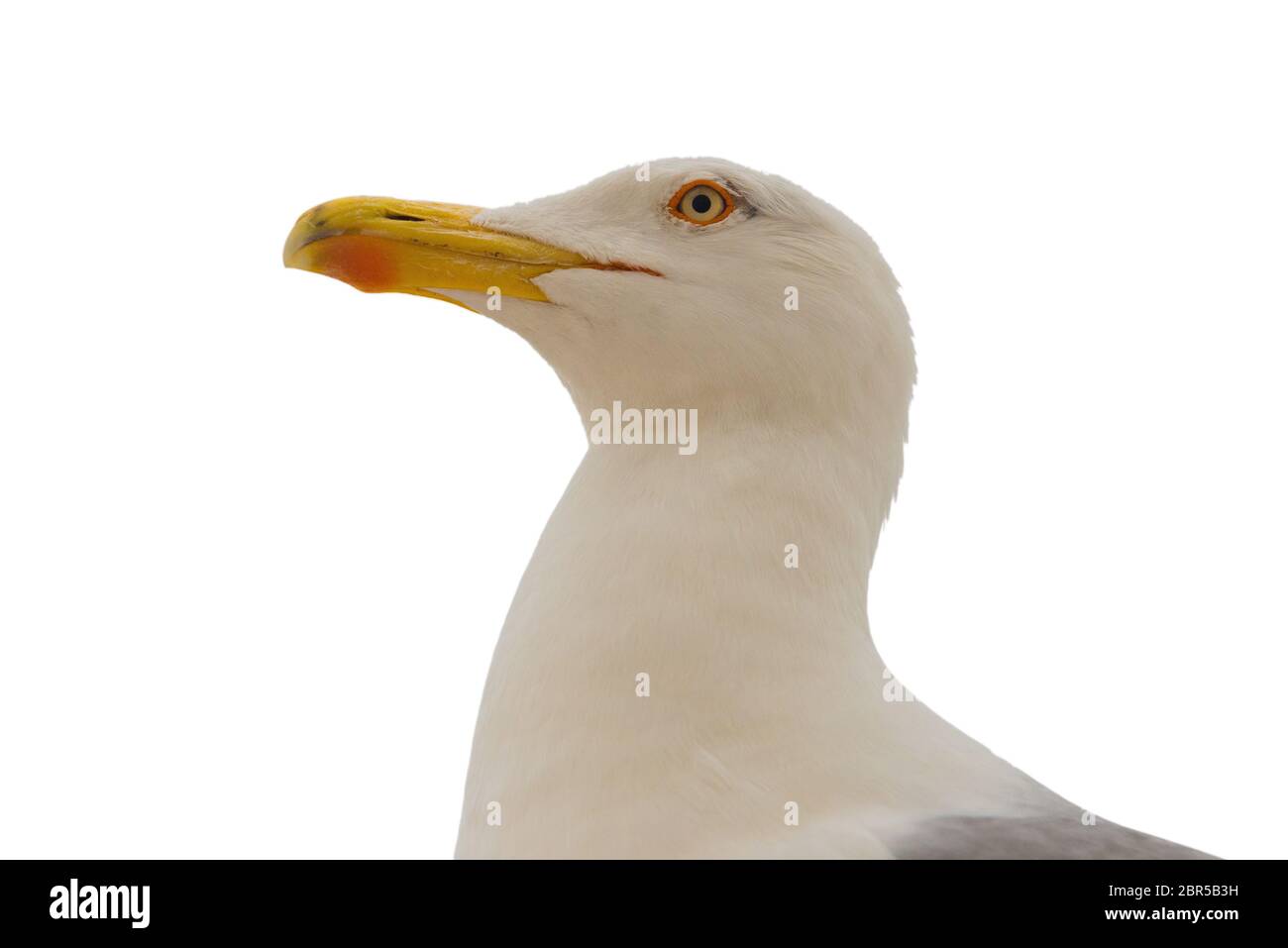 Macro portrait of seagull isolated on white background Stock Photo - Alamy