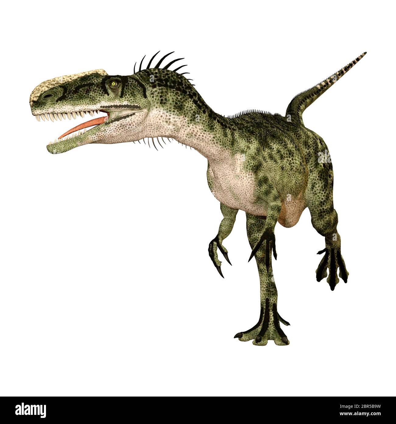 3D rendering of a dinosaur Monolophosaurus isolated on white background ...