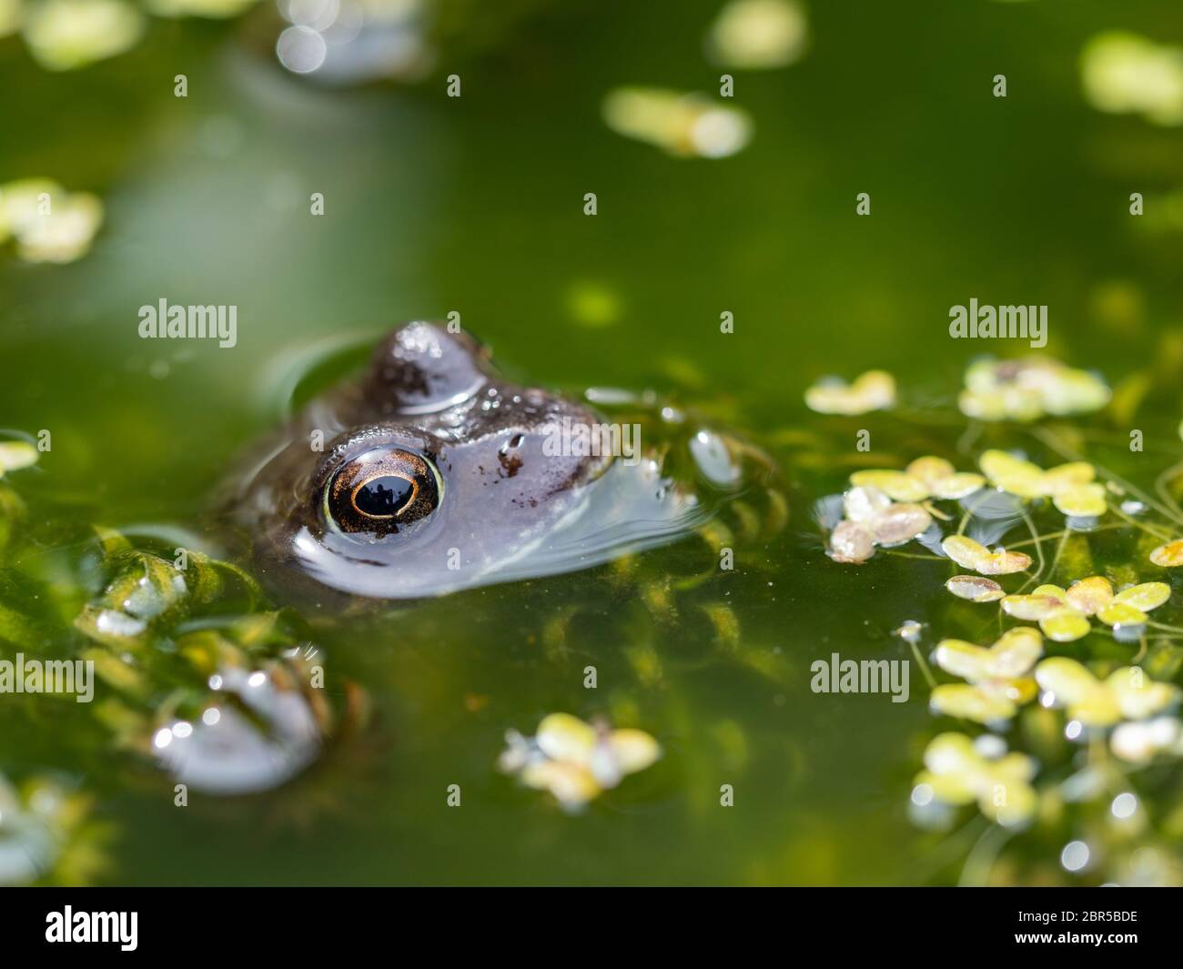 Common Frog head in pond Stock Photo - Alamy