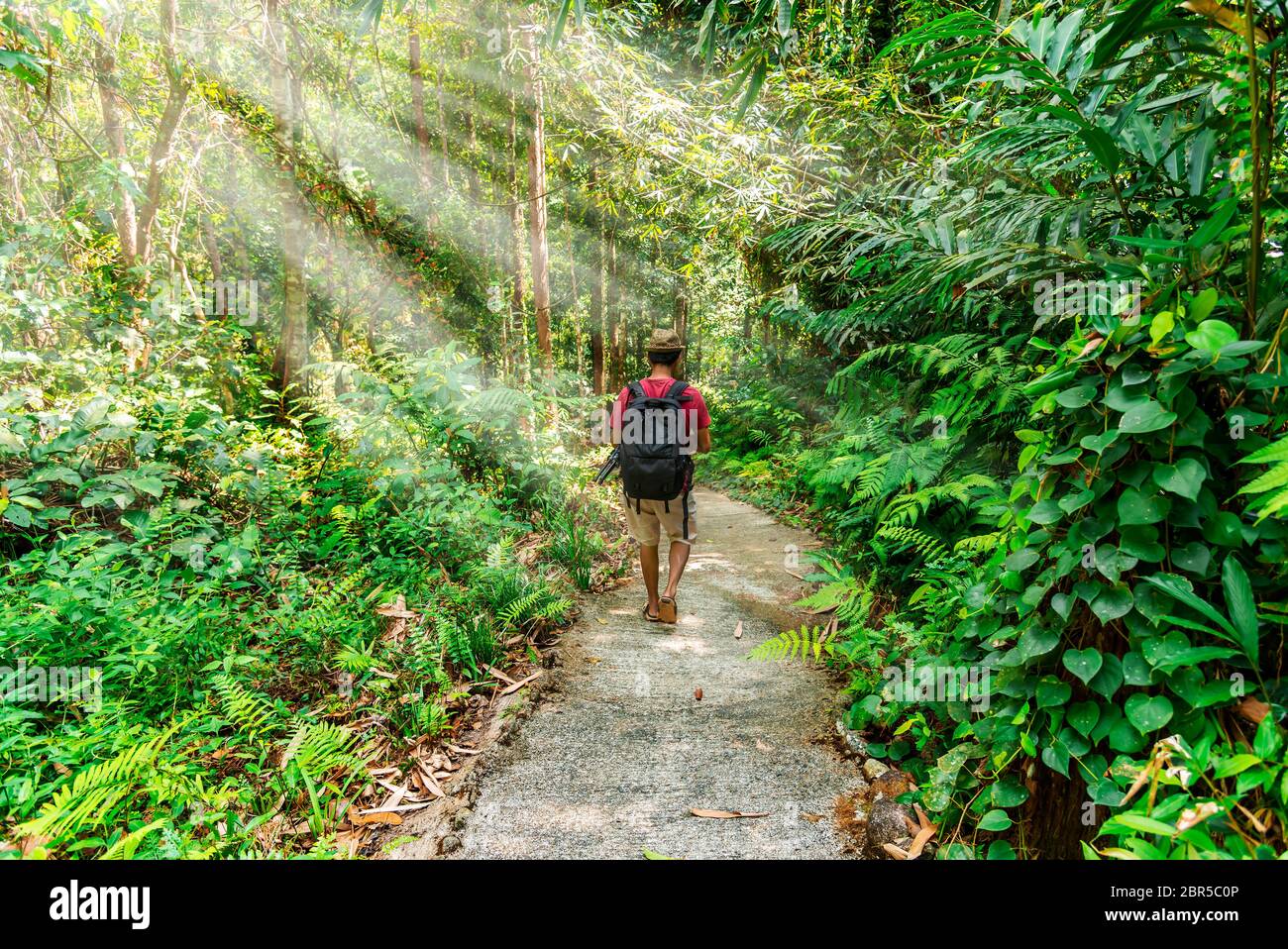 Man walking in forest with sunbeam nature background Stock Photo - Alamy