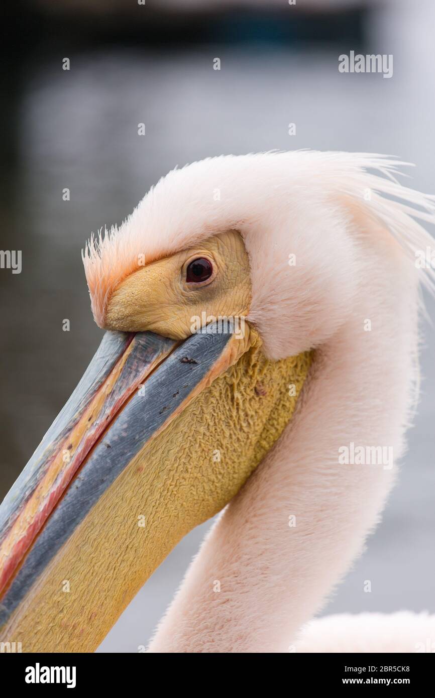 Portrait of beautiful water bird Pink-backed Pelican with yellow beak ...