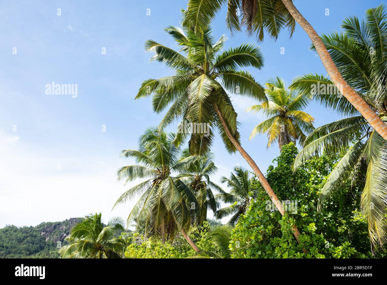 Low Angle View Of Green Coconut Palm Trees Anse Marie-Loise Beach, Mahe ...
