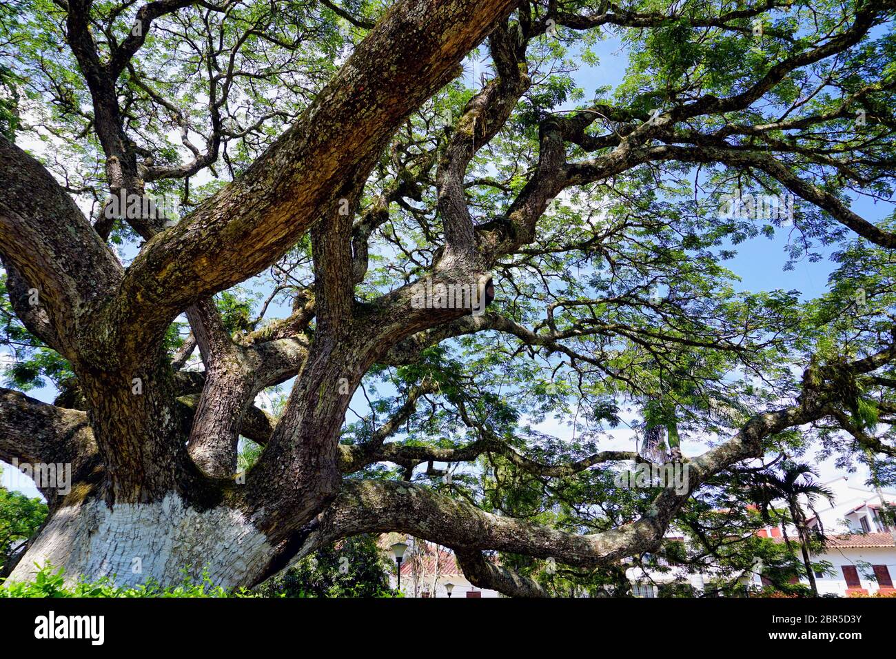 Beautiful Saman Tree in square in Charala, Colombia Stock Photo - Alamy