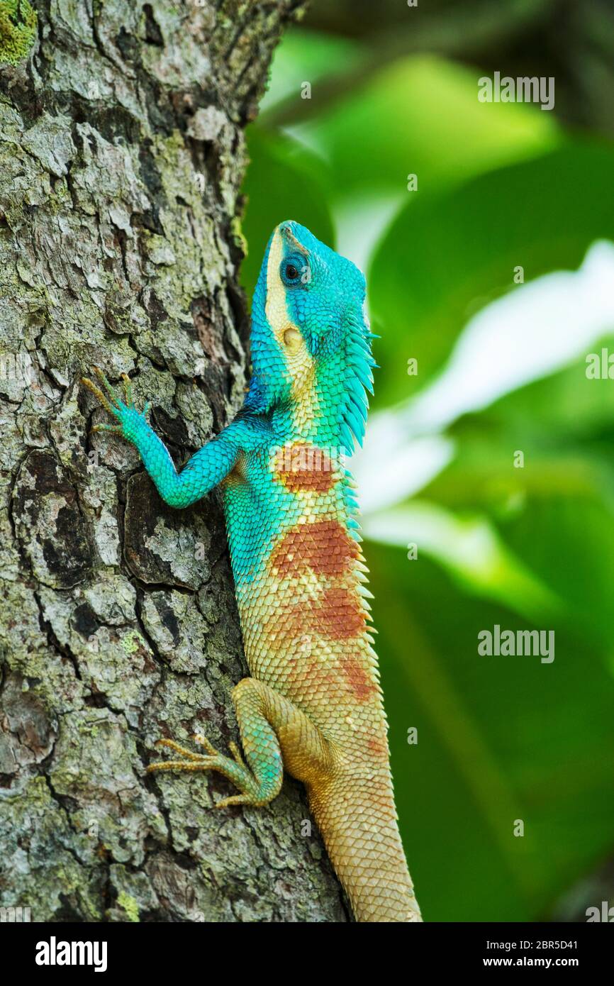 Closeup of a blue lizard on a tree in Thailand; Calotes Mystaceus Stock ...