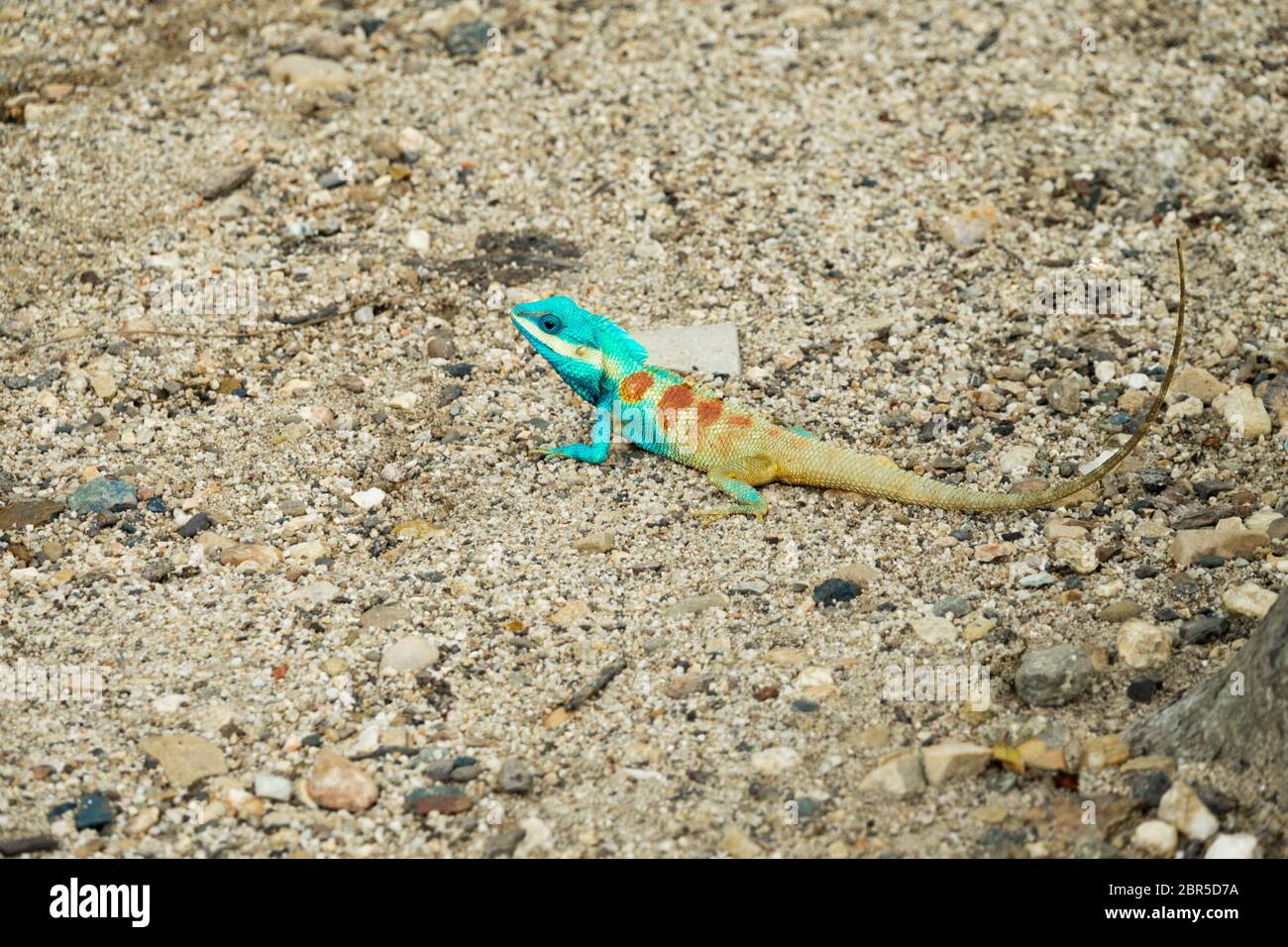 Blue lizard on the ground in Thailand; Calotes Mystaceus Stock Photo ...