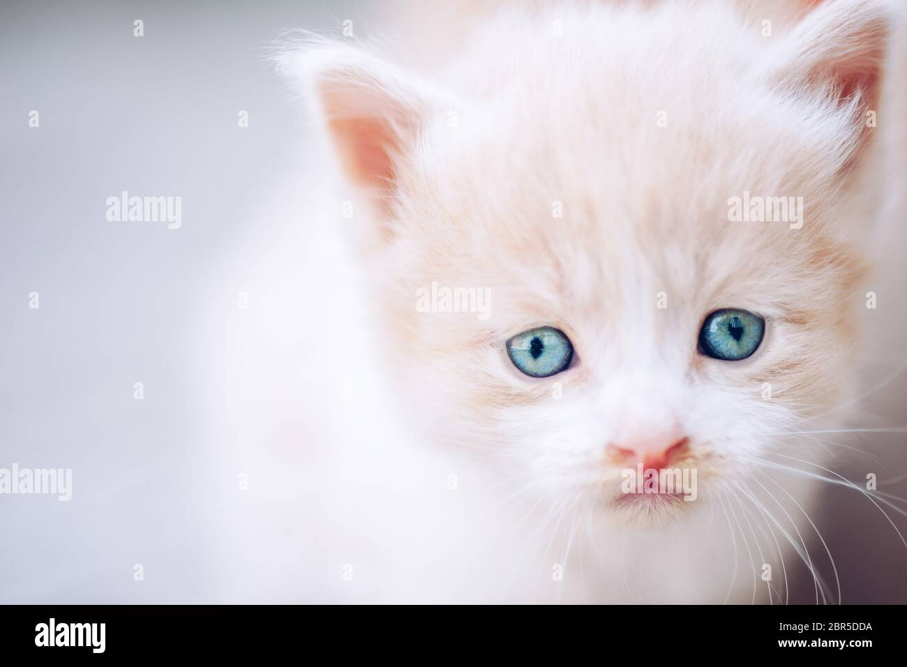 Charming beige white fluffy kitten with blue eyes Stock Photo - Alamy