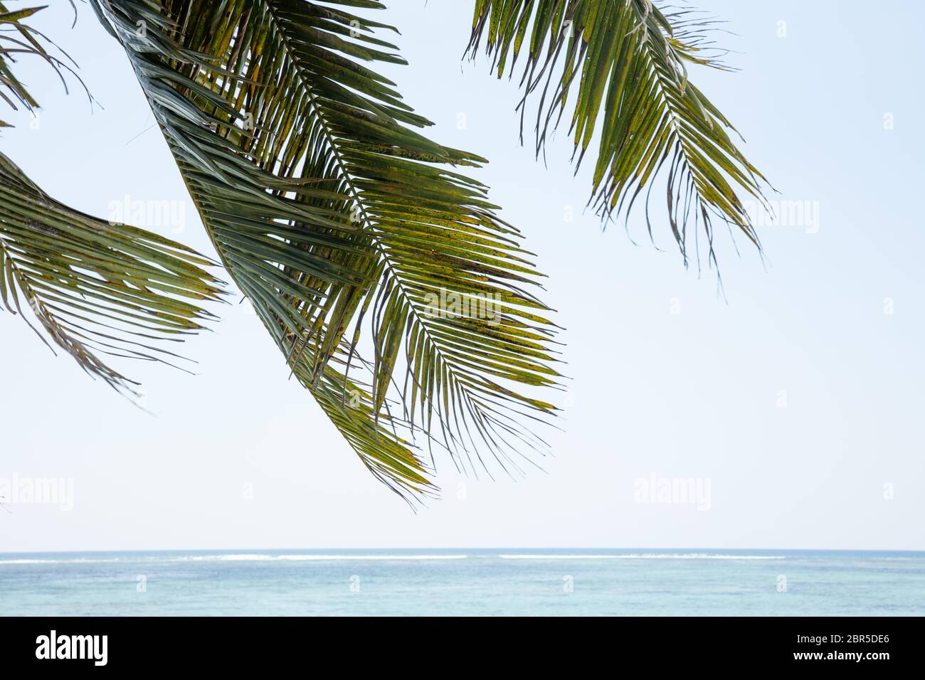 Green Coconut Palm Tree Leaves Against Sky Stock Photo - Alamy