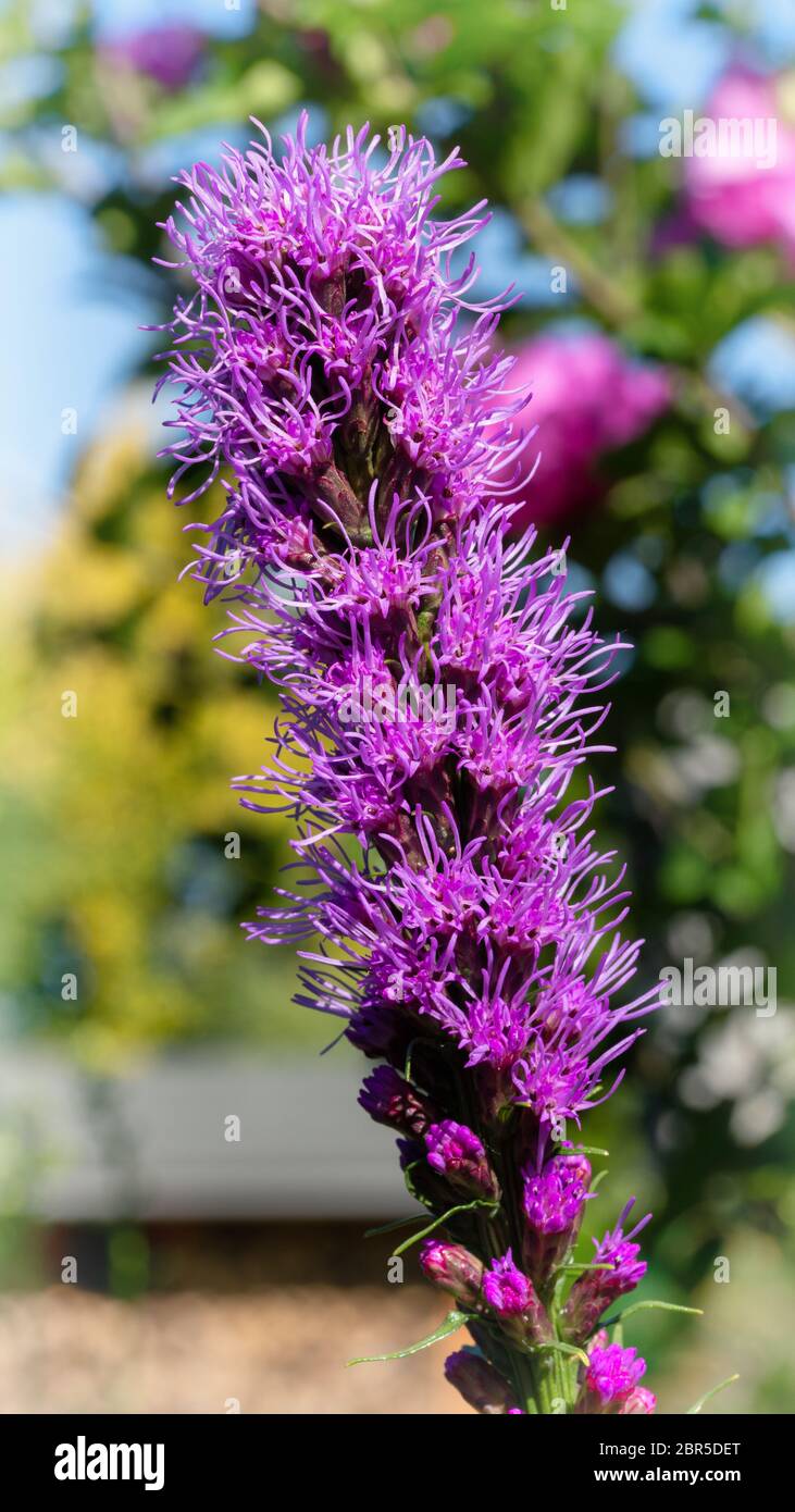Prairie gay feather (Liatris spicata), flowers of summer Stock Photo ...