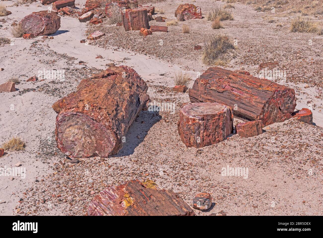 Fossilized log hi-res stock photography and images - Alamy