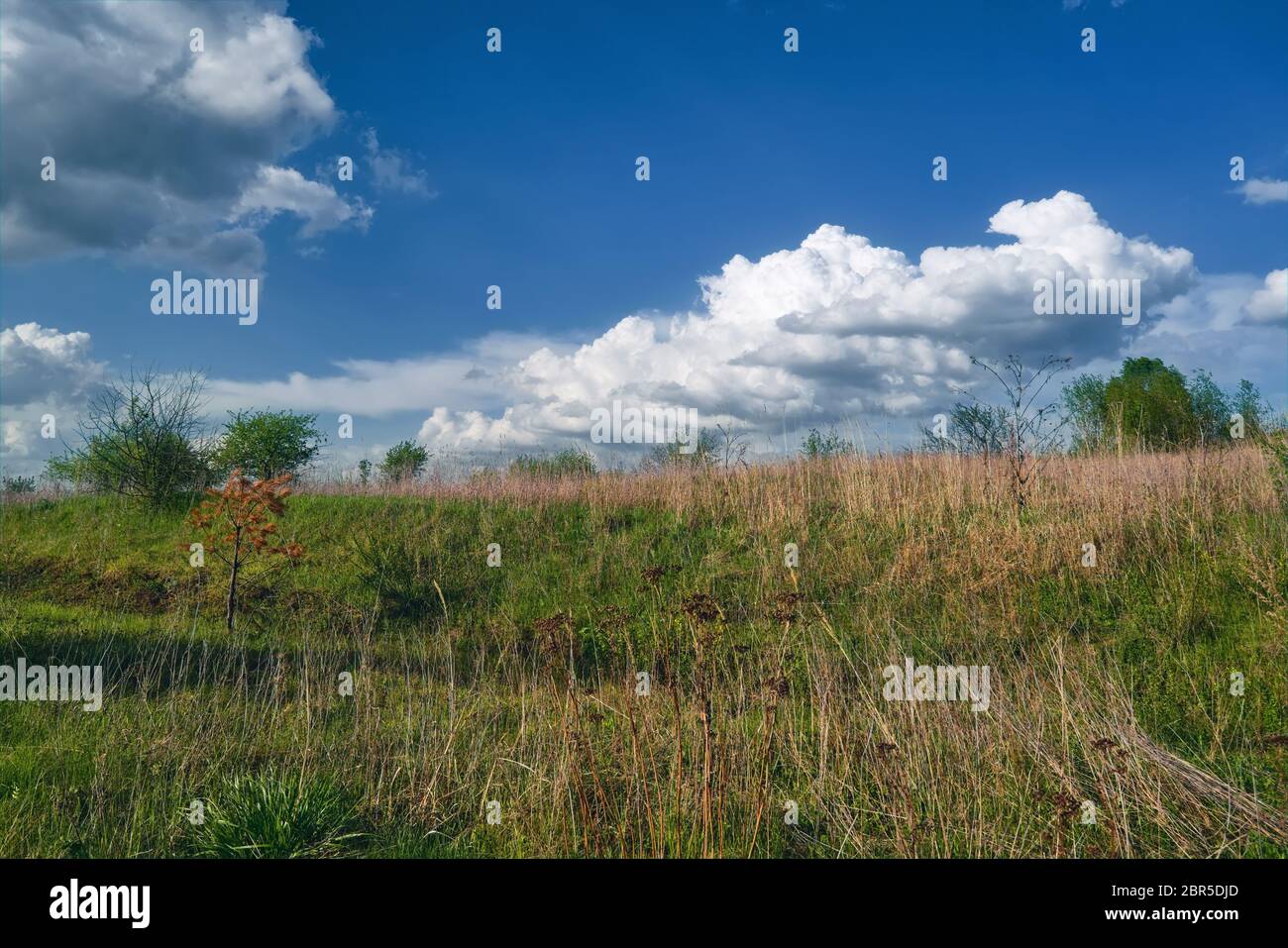 Landscape early spring trees with open leaves against the sky and ...