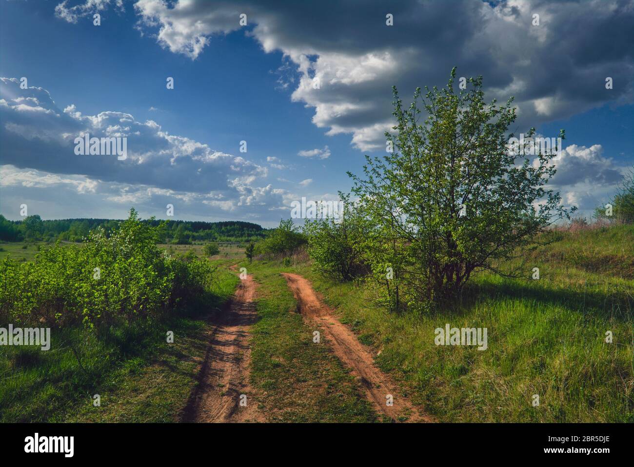 Landscape early spring trees with open leaves against the sky and ...