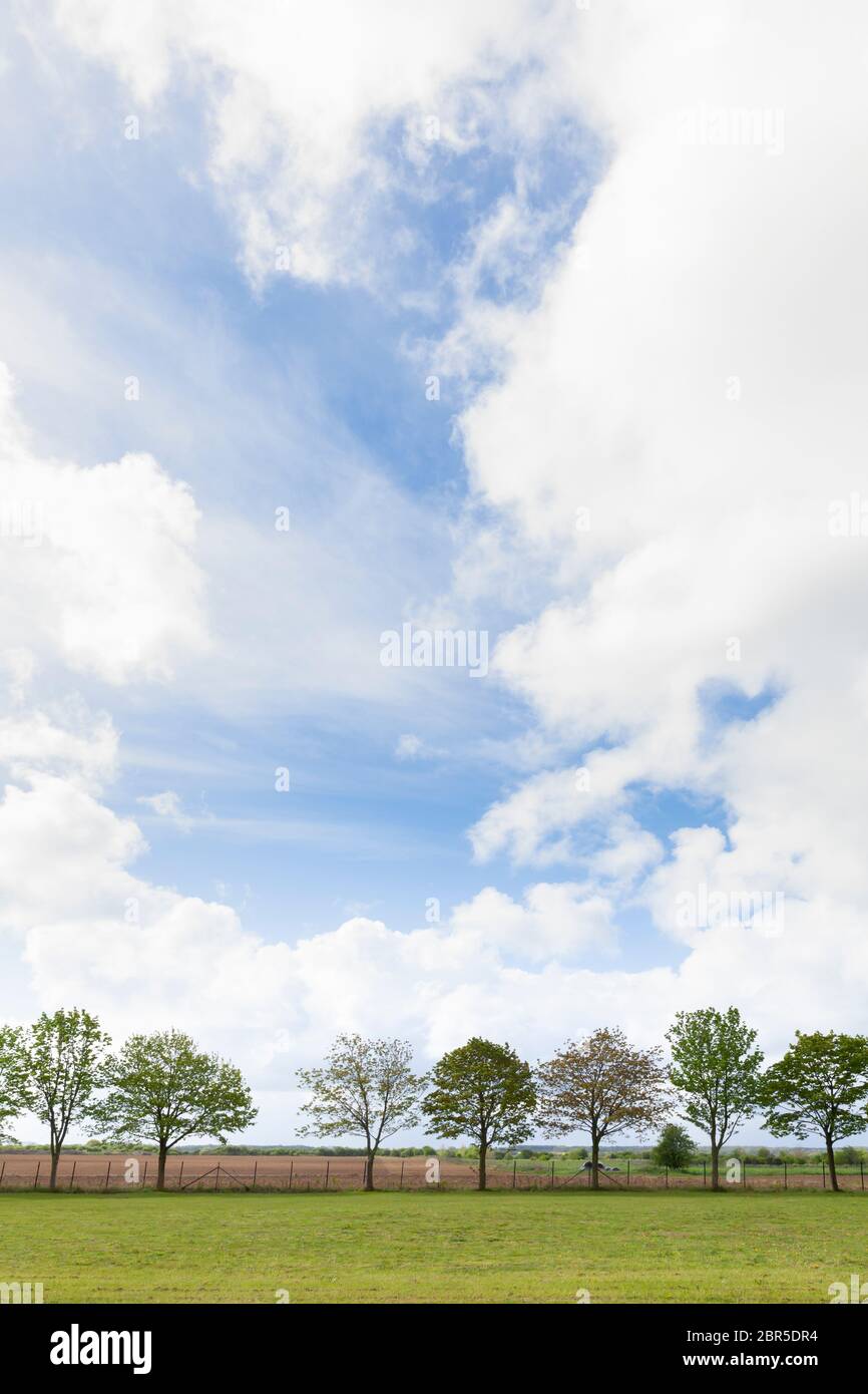 Tree lined landscape with blue sky, white clouds and green grass in ...