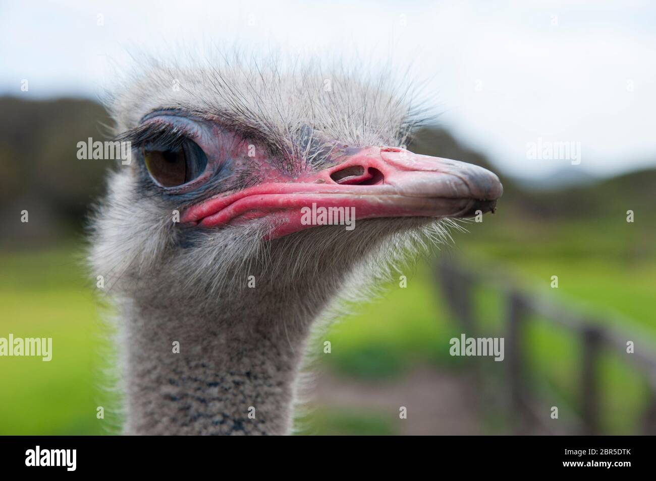 Closeup of head, eye and beak of ostrich Stock Photo - Alamy