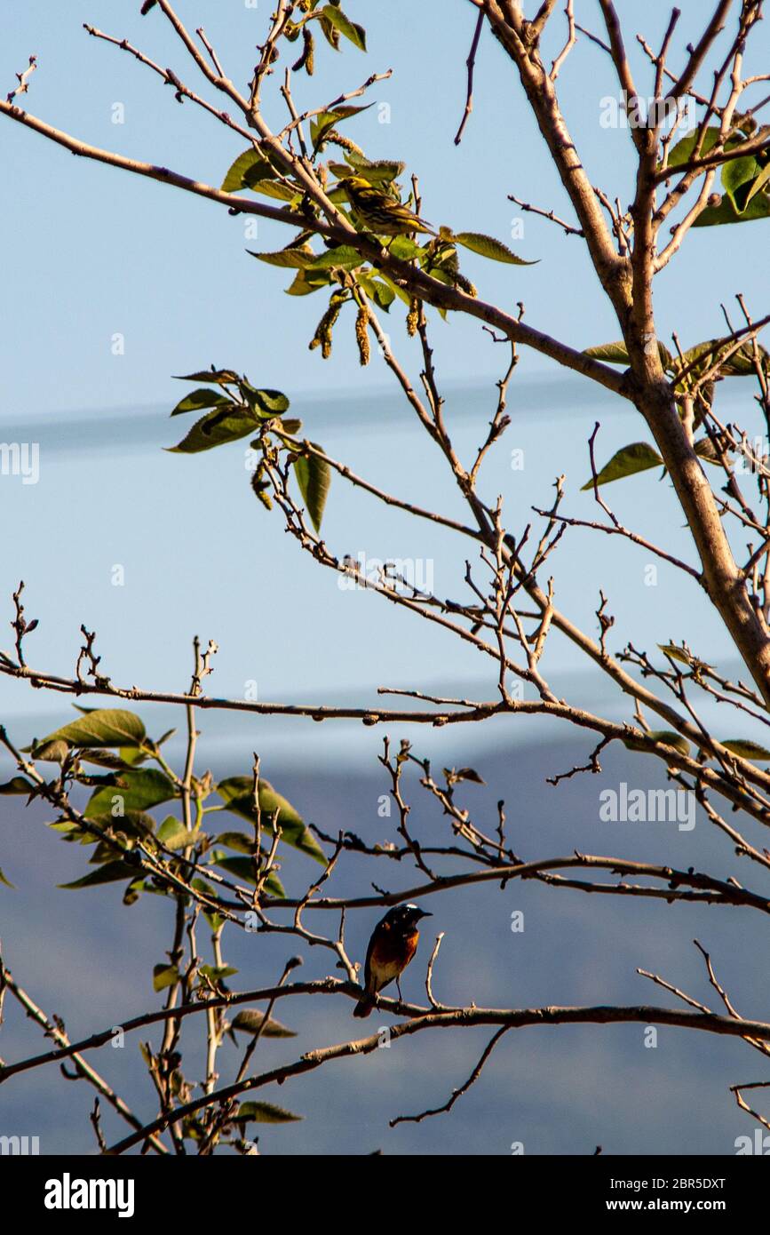 Blackbird Flying Isolated High Resolution Stock Photography and Images ...