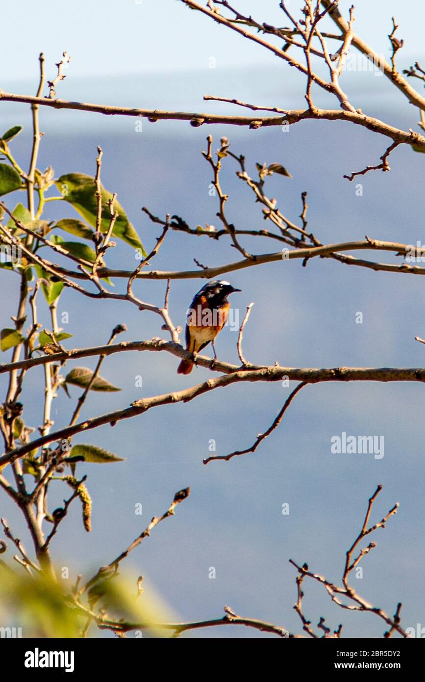 Magpie robins hi-res stock photography and images - Alamy