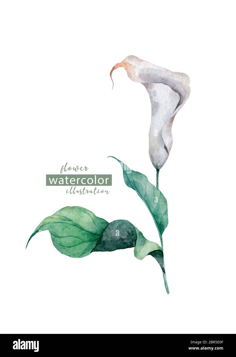 Watercolor calla. Hand drawn Illustration, realistic painting isolated ...