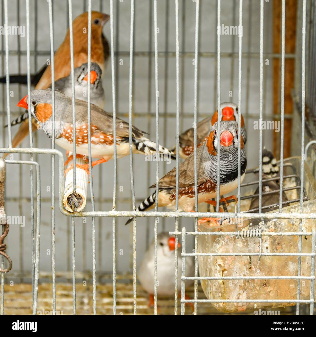 Caged small birds on a stall in a market in Europe Stock Photo - Alamy