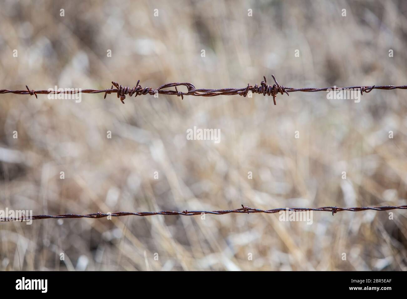 Twisted barbed wire on a farm fence Stock Photo - Alamy