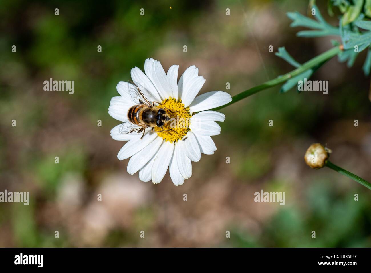 bee on daisy in the sun Stock Photo - Alamy