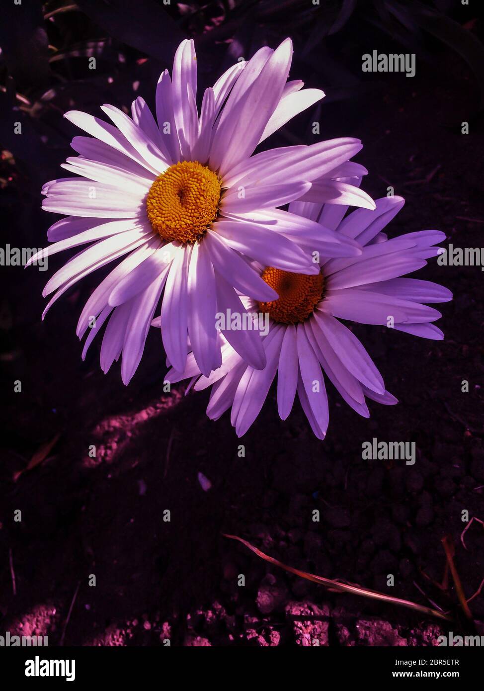 Two daisies in bloom, with the pedals of one daisy forming the shape of ...