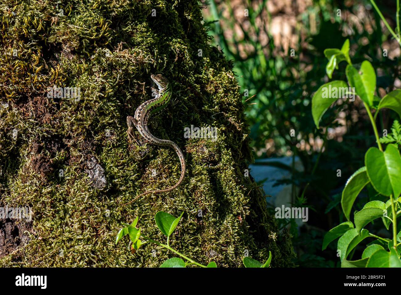 lizard in the sun on oak tree Stock Photo - Alamy