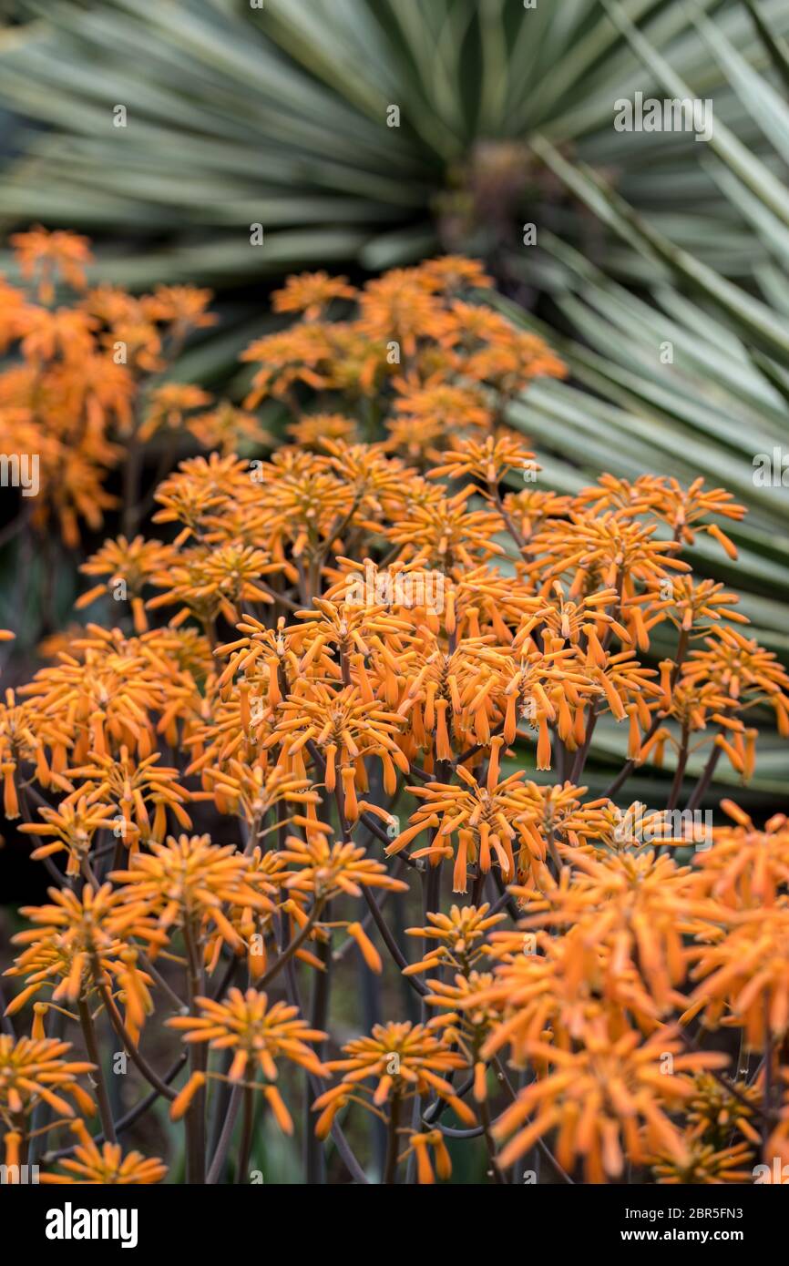 Aloe plant in bloom. Spectacular tall bright orange tubular flower ...