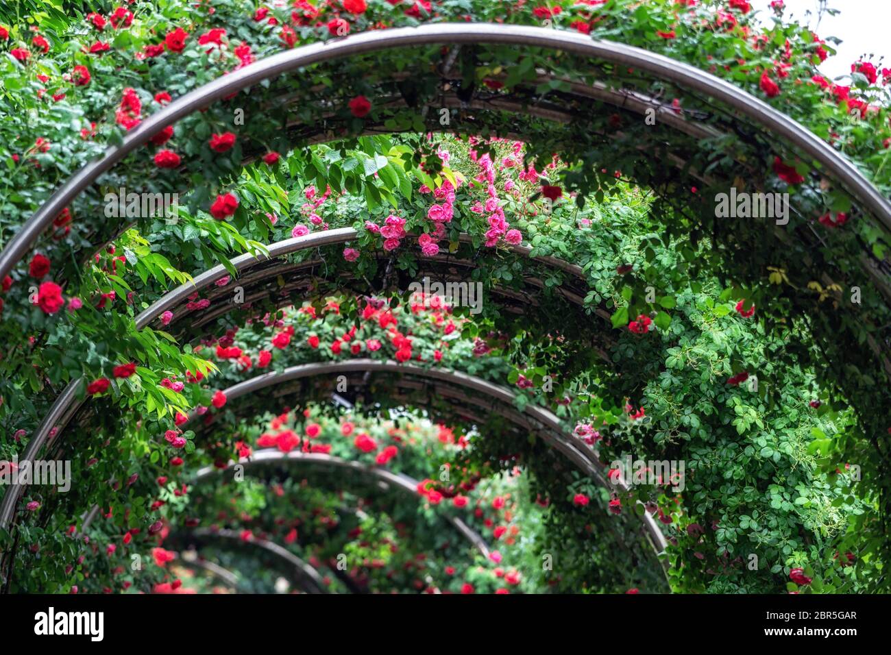 endless tunnel of roses taken during seoul rose festival in Seoul ...