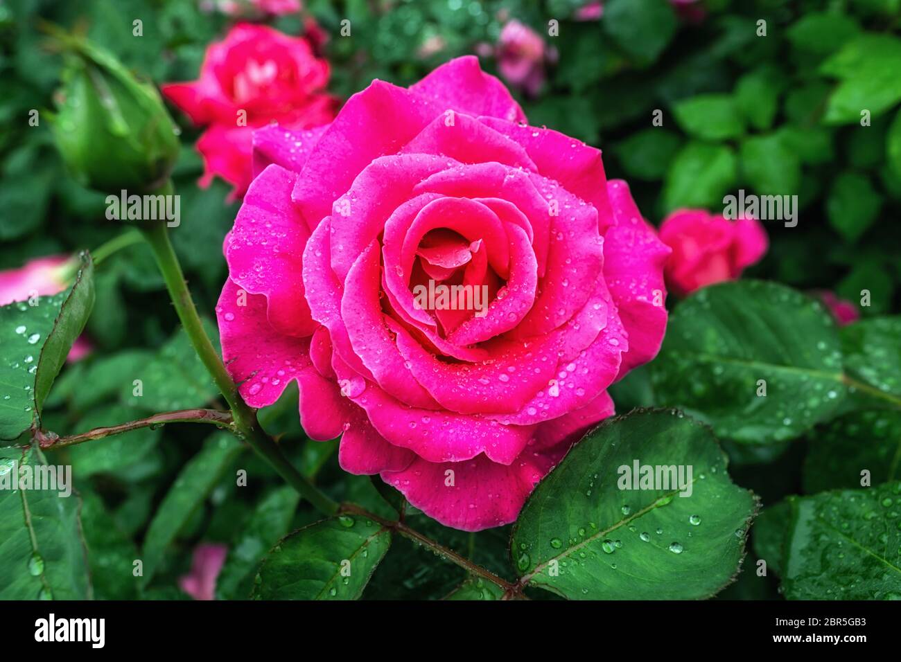 a pink colored pink perfume rose blooming during seoul rose festival in ...